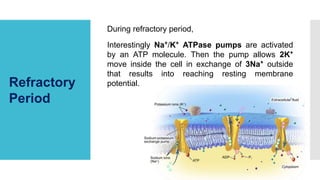 Action Potential | PPTX