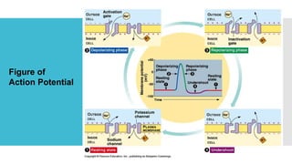 Action Potential | PPTX