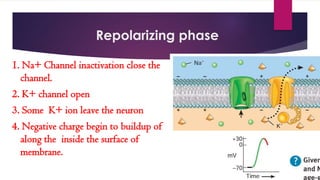 Action potential | PPTX