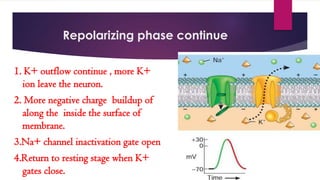 Action potential | PPTX