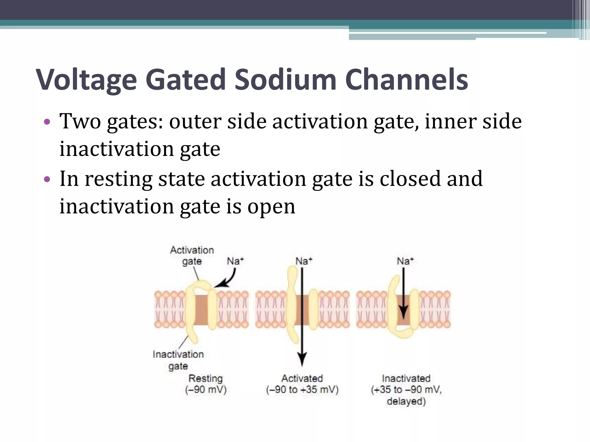 Action potential (the guyton and hall physiology) | PPTX