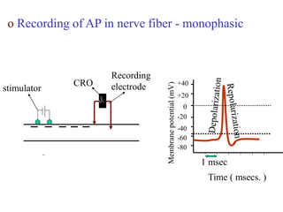 action_potential.ppt