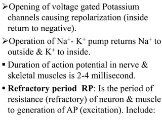Action Potential.pptx