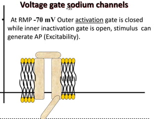 Action Potential.pptx