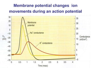 Action Potential.ppt