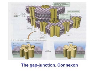 Action Potential.ppt