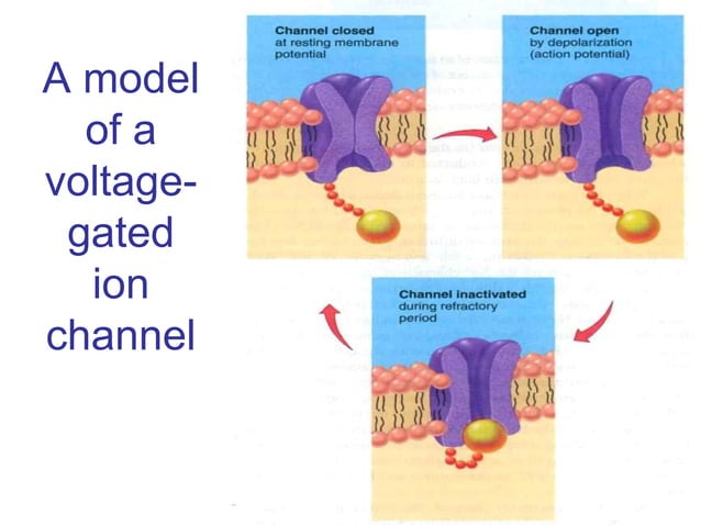 Action Potential.ppt