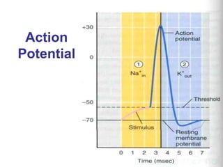 Action Potential.ppt