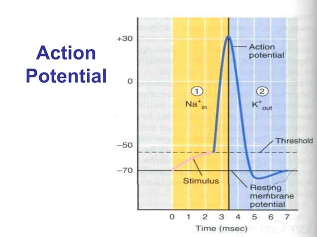 Action Potential.ppt