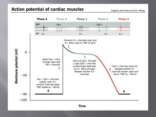 ACTION POTENTIAL. Cardiac Potential. Muscle Potential | PPT