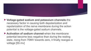 Action potential.pptx in details by Shibra razi | PPTX