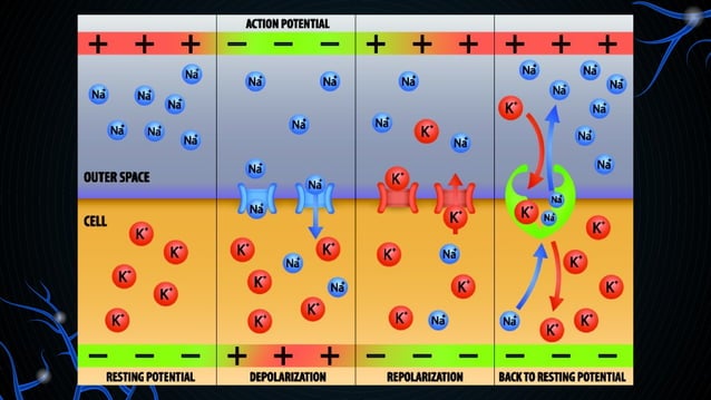 Action Potential.pptx Action Potential.pptx