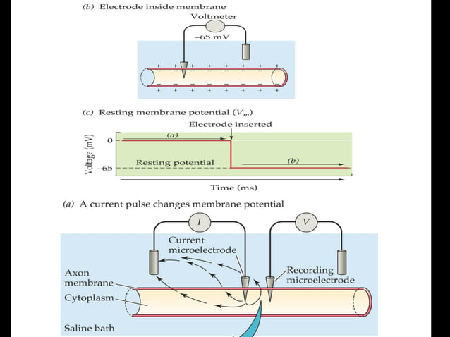 introduction to the action potential.ppt