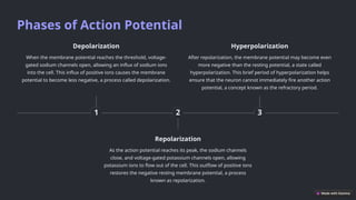 Action Potential aaaaaaaaaaaaaaaaaaaaaaaaaaaaaaaaa | PPTX