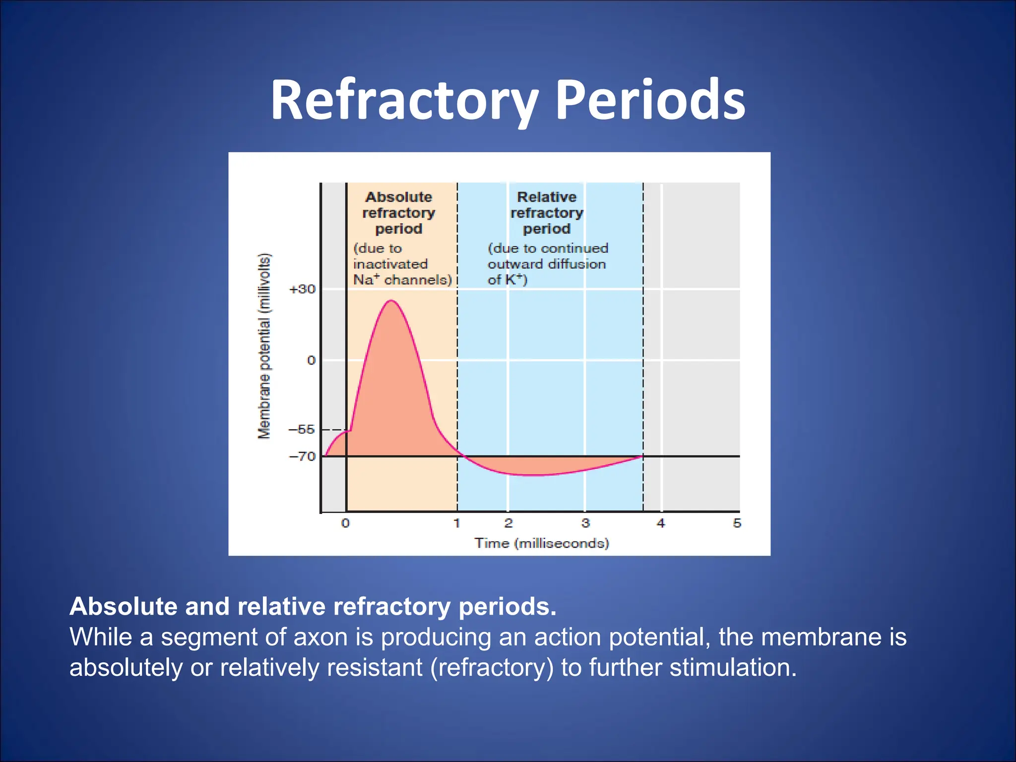 Action Potential_ _.pptsgjiufewukbvsaadoo | PPT