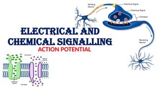 Action potential electrical and chemical signalling. | PPTX
