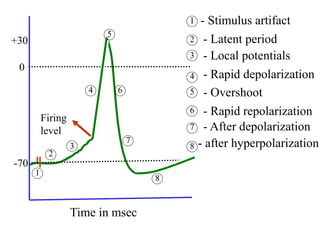 action_potential (1).ppt