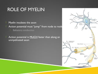 Action potential | PPT