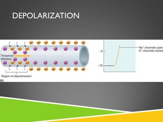 Action potential | PPT