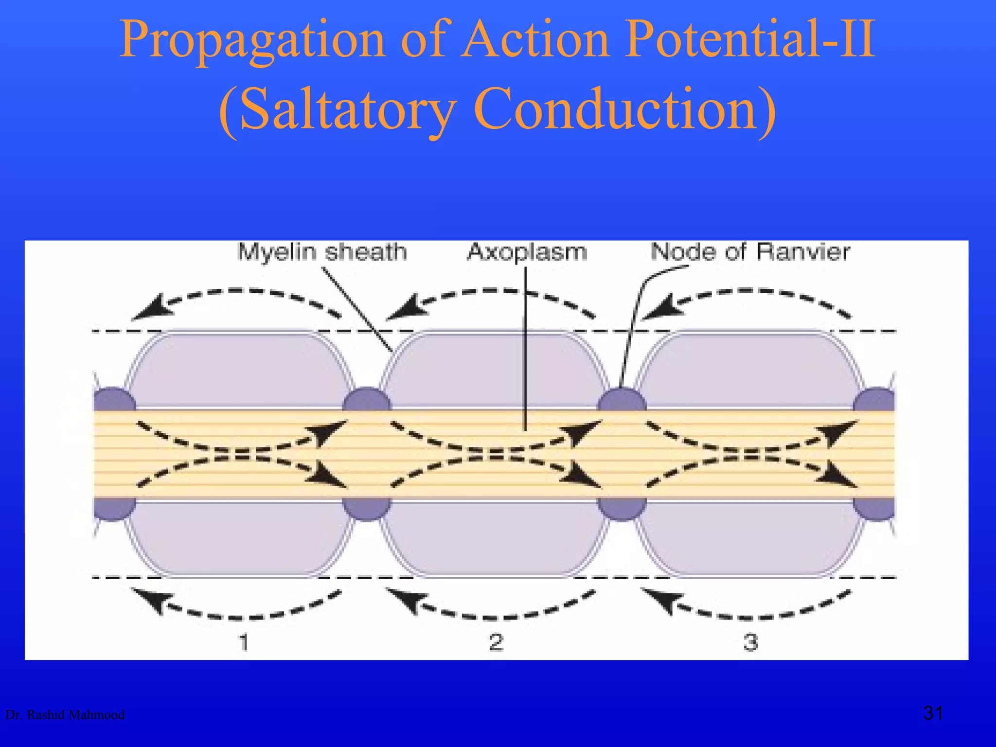 action potential 2.pdf
