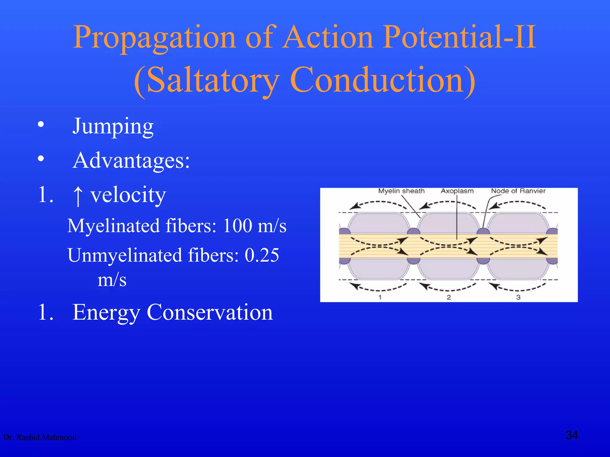 action potential 2.pdf