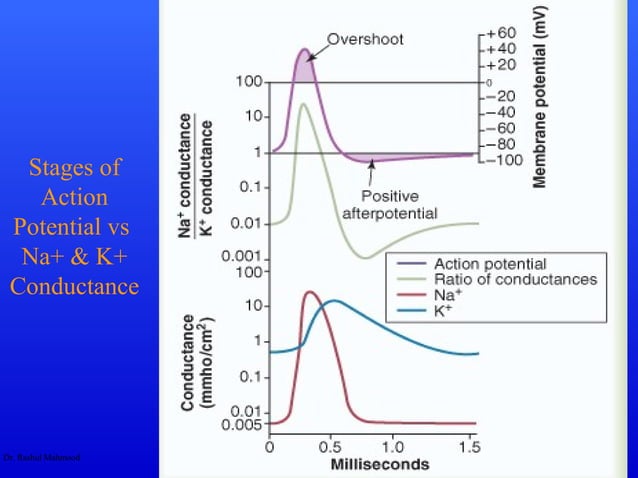 action potential 2.pdf