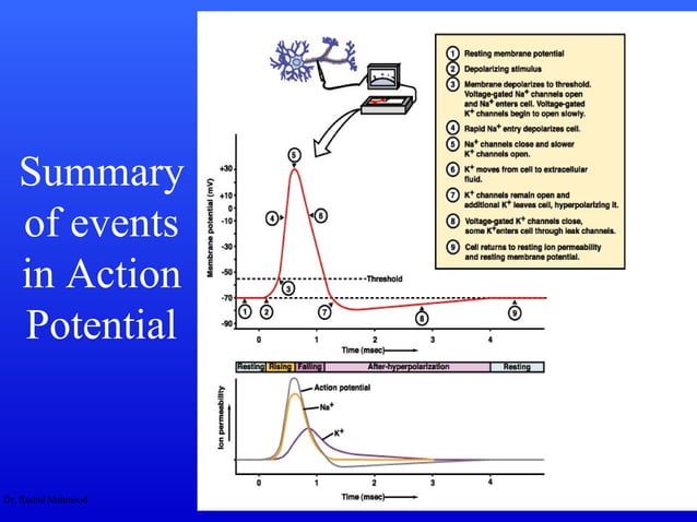 action potential 2.pdf