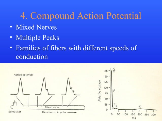 action potential 2.pdf