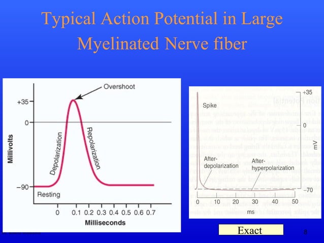 action potential 2.pdf