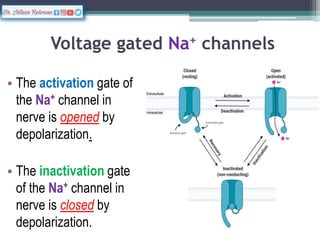 Action Potential.pptx
