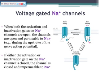 Action Potential.pptx