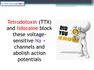 Action Potential.pptx