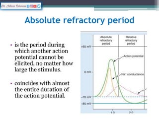 Action Potential.pptx