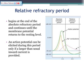 Action Potential.pptx