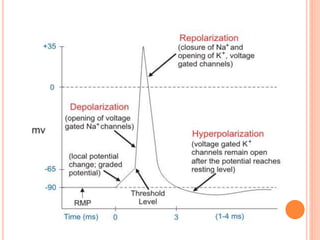 Resting Potential Action Potential