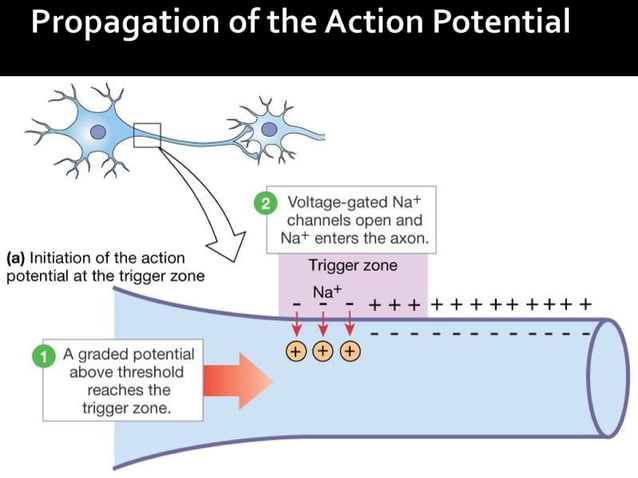 Action potential in nerve Dr massrat Firdos ppt | PPT