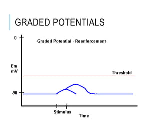 Action Potential Generation.ppt