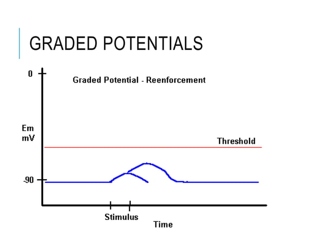 Action Potential Generation.ppt | Brain and Nervous System Disorders ...