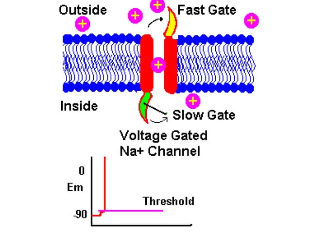 Action Potential Generation.ppt | Brain and Nervous System Disorders ...