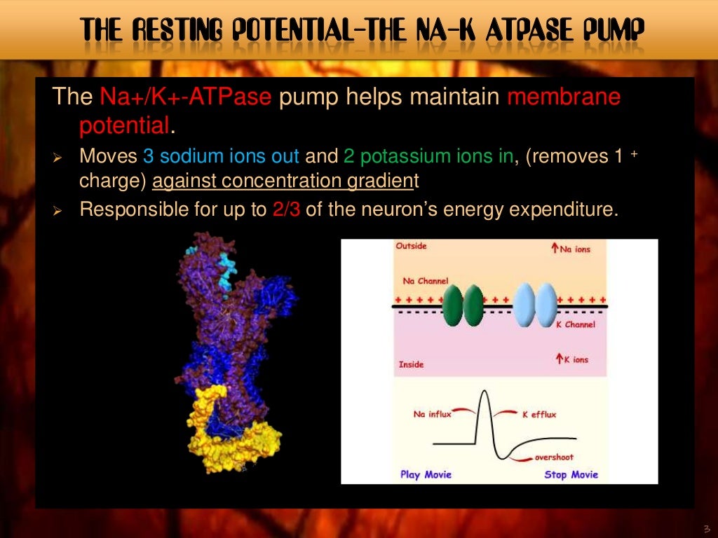 Action potential in a neuron: Na-K ATPase pump interactive2