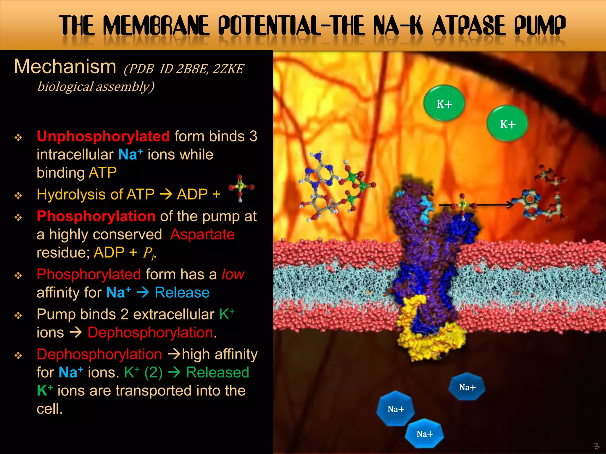 Action potential in a neuron part 3 voltage gated sodium channel | PPT
