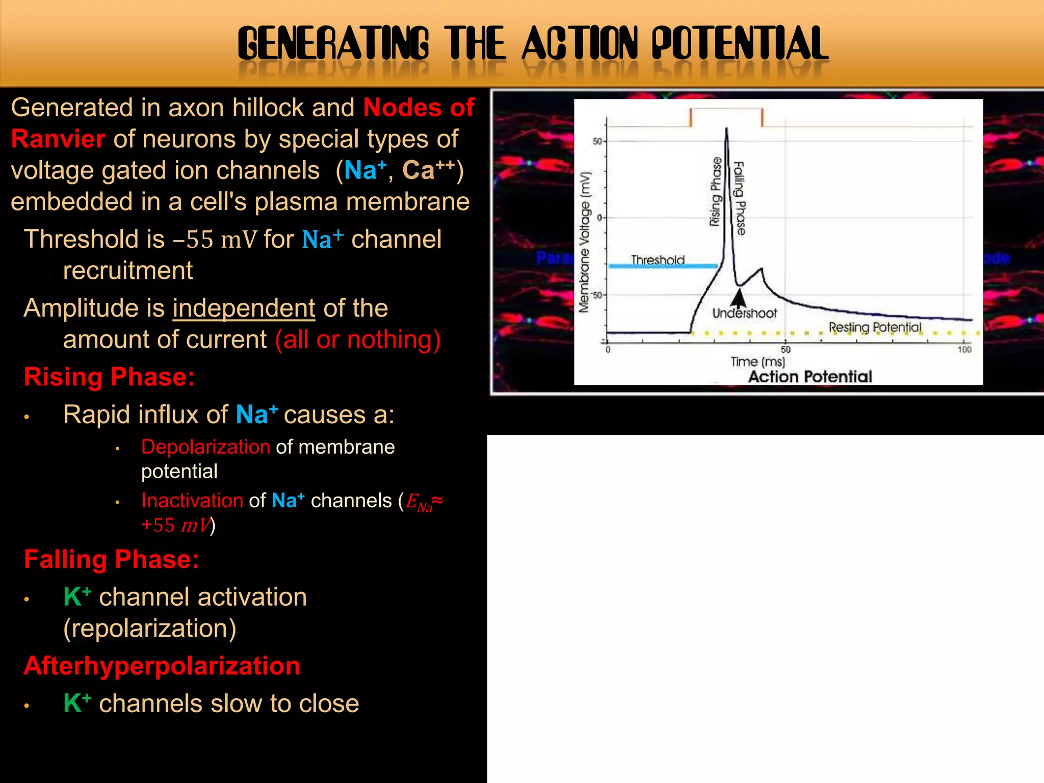Action potential in a neuron part 3 voltage gated sodium channel | PPT