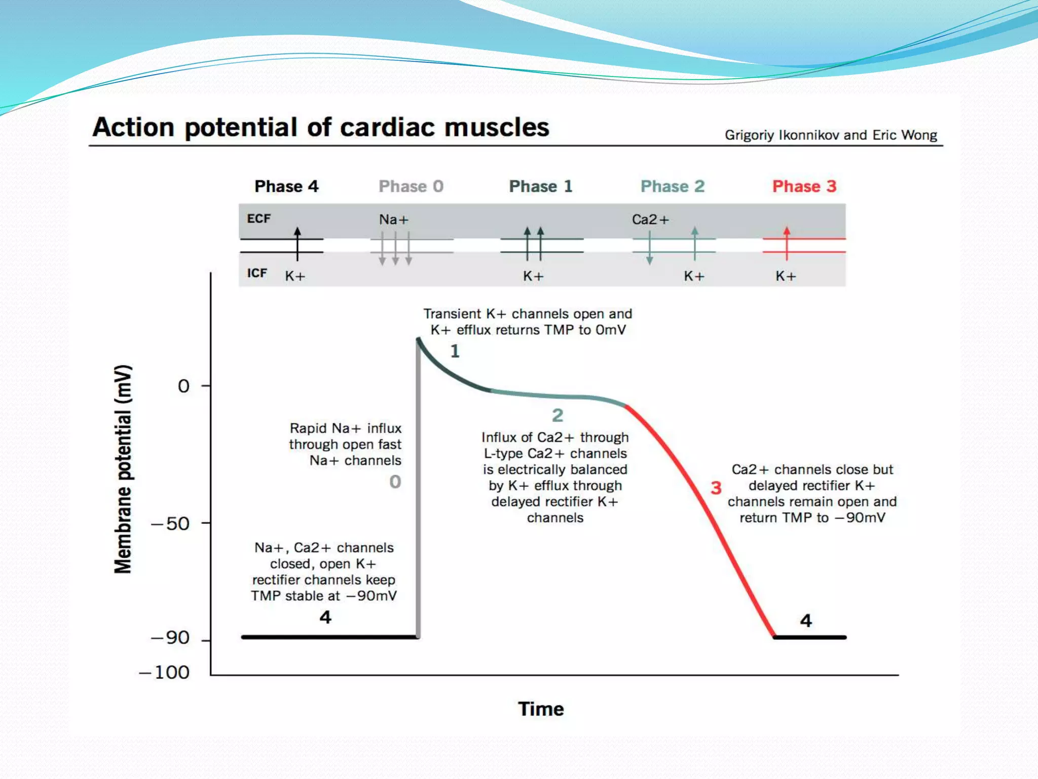 Action potential in cardiac cell | PPTX