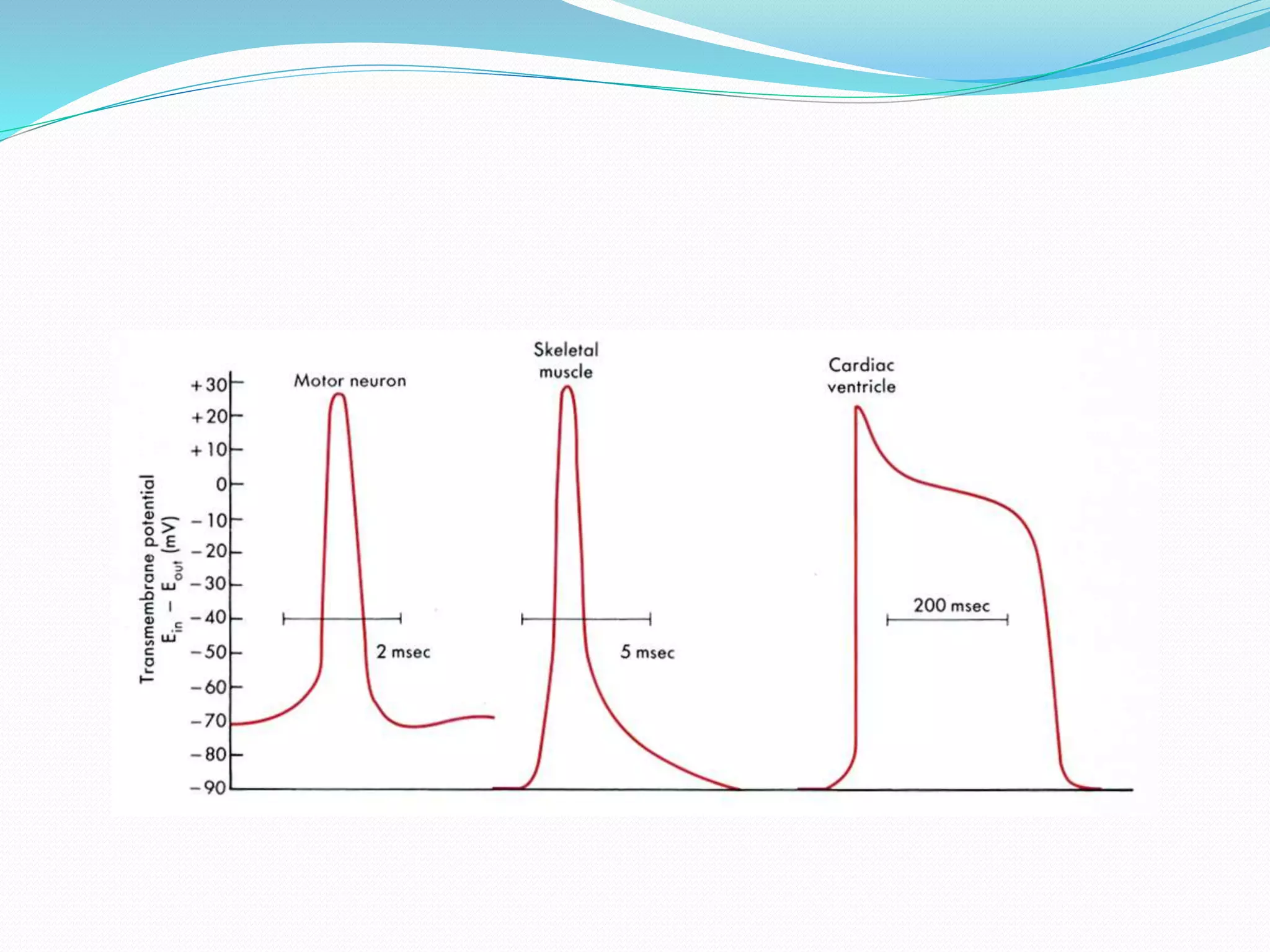 Action potential in cardiac cell | PPTX