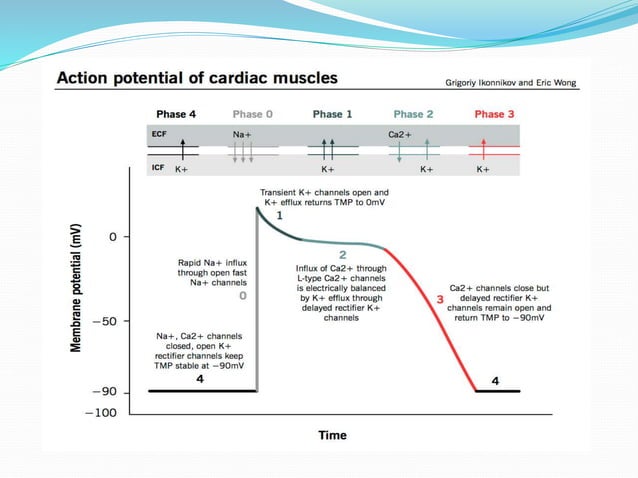 Action potential in cardiac cell | PPTX | Chemistry | Science