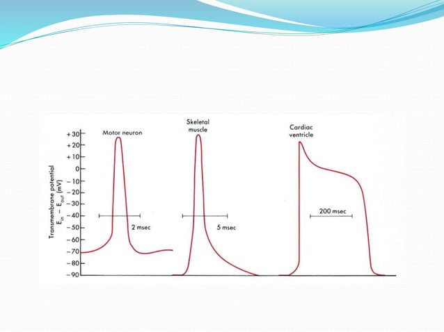 Action potential in cardiac cell | PPTX | Chemistry | Science