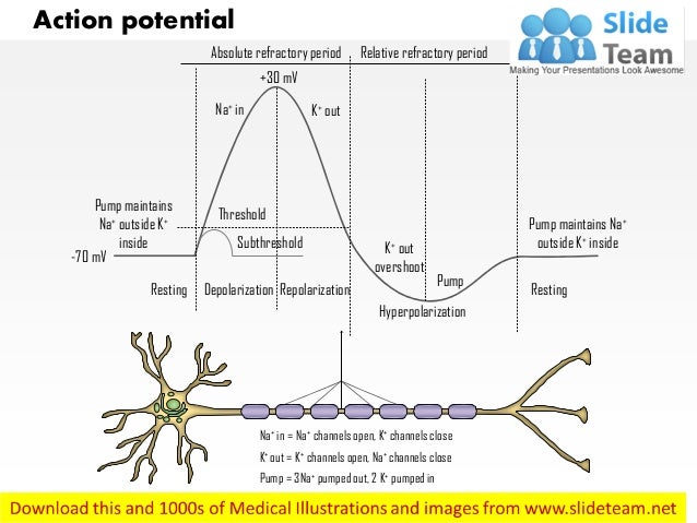 Action potential medical images for power point
