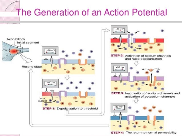 Action potential (niraj)