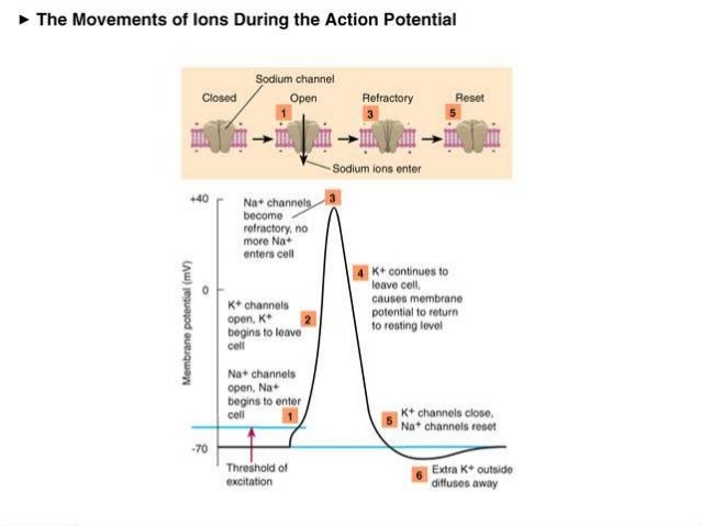 Action potential (niraj)