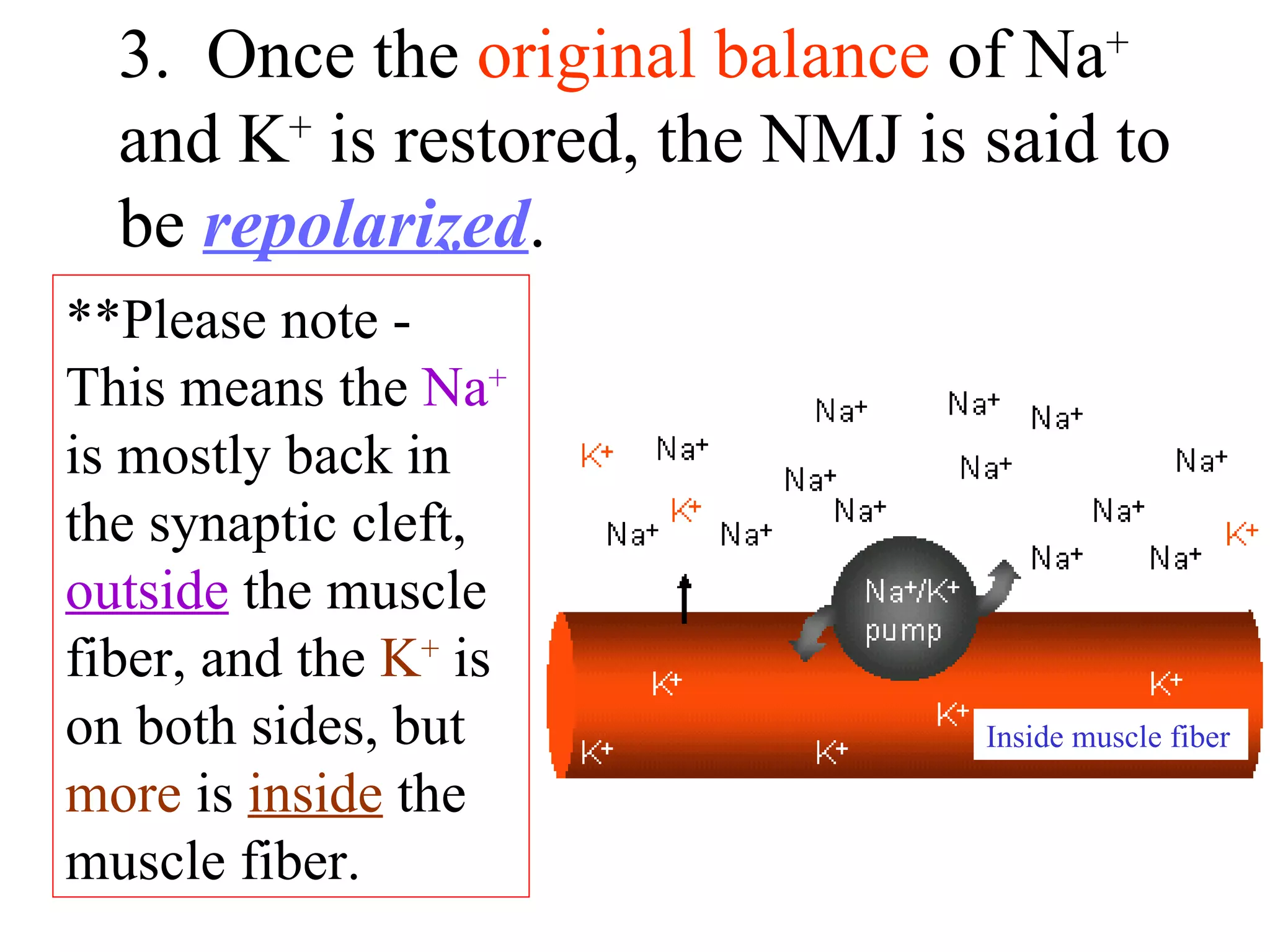 Action potential notes | PPT
